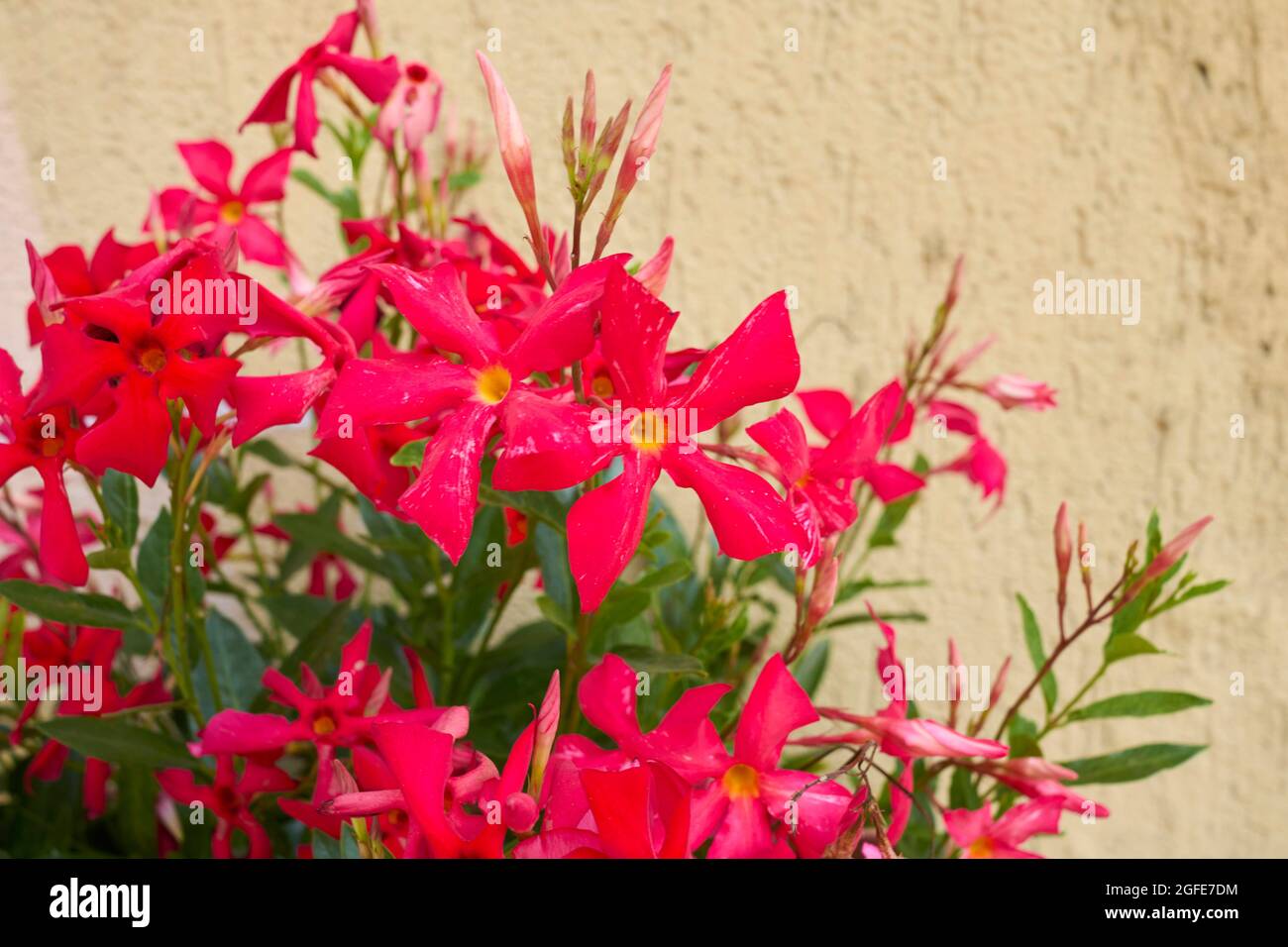 Mandevilla red hi-res stock photography and images - Alamy