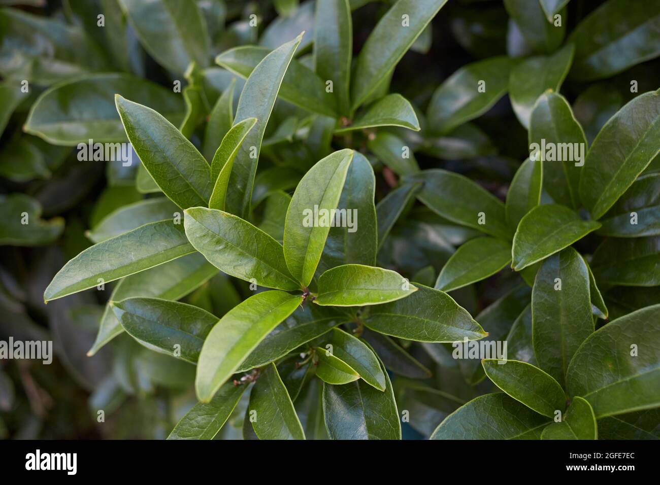 Osmanthus fragrans white flowers Stock Photo - Alamy