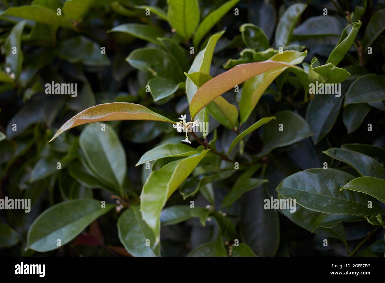 Osmanthus fragrans white flowers Stock Photo - Alamy