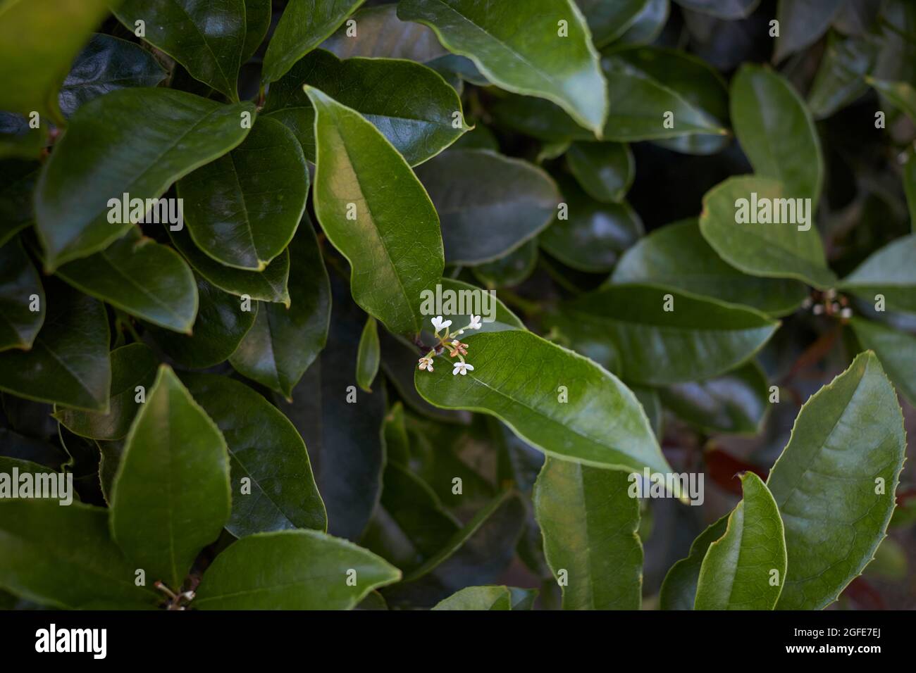 Osmanthus fragrans white flowers Stock Photo - Alamy