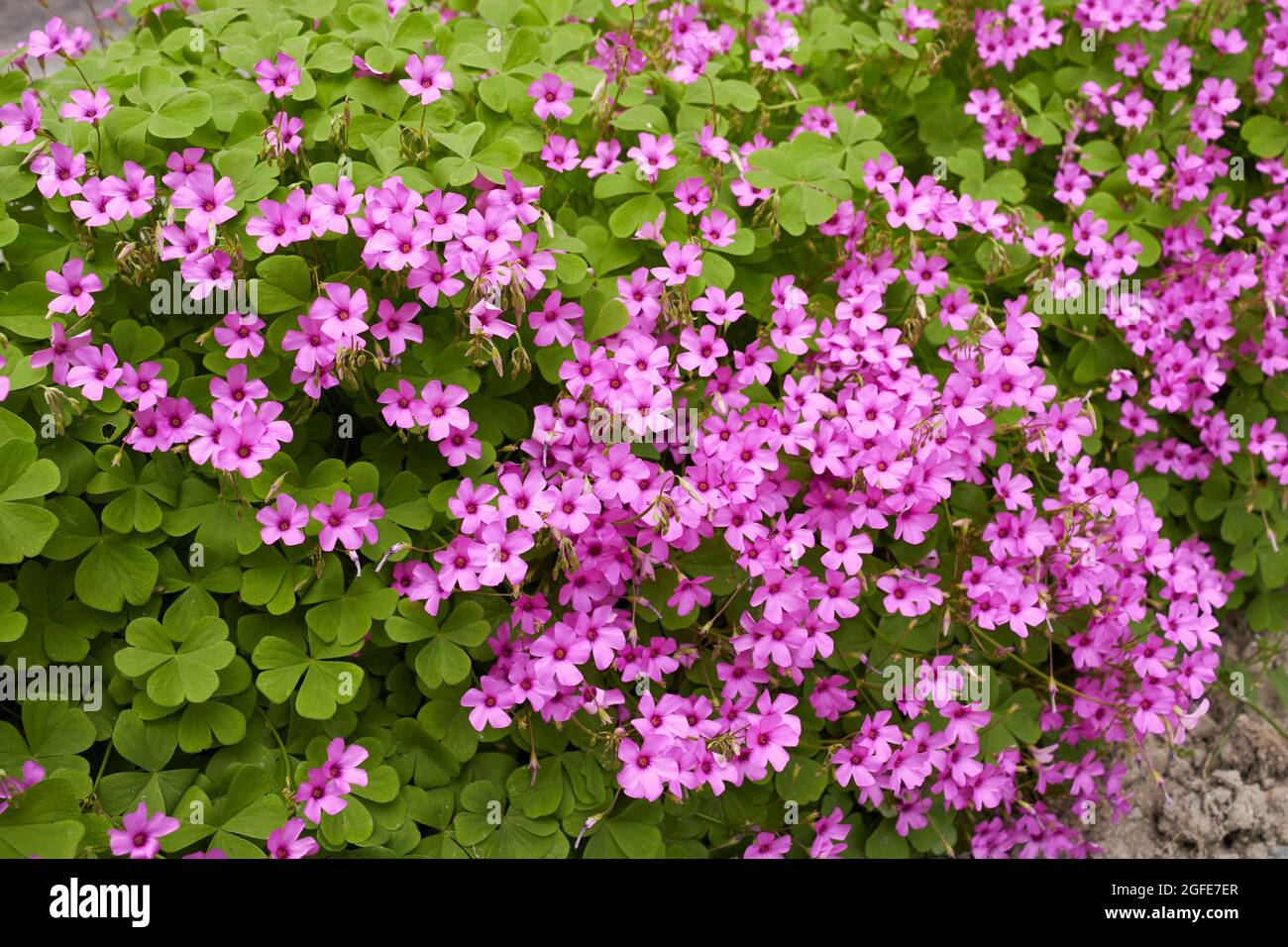 Pink oxalis oxalis articulata oxalidaceae hi-res stock photography and ...