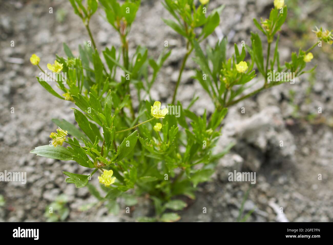 Ranunculus arvensis hi-res stock photography and images - Alamy