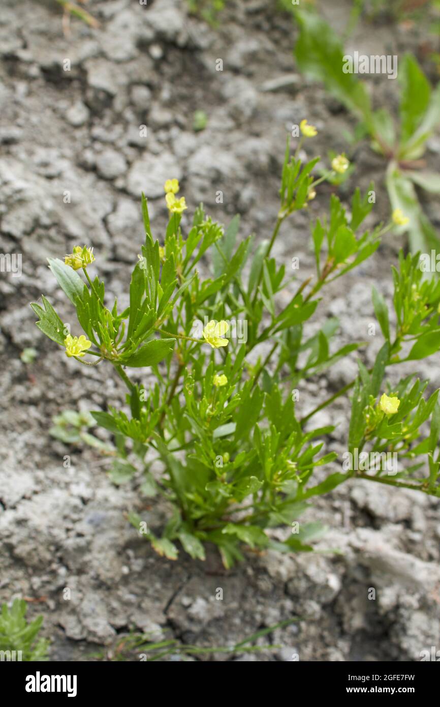 Corn buttercup ranunculus hi-res stock photography and images - Alamy