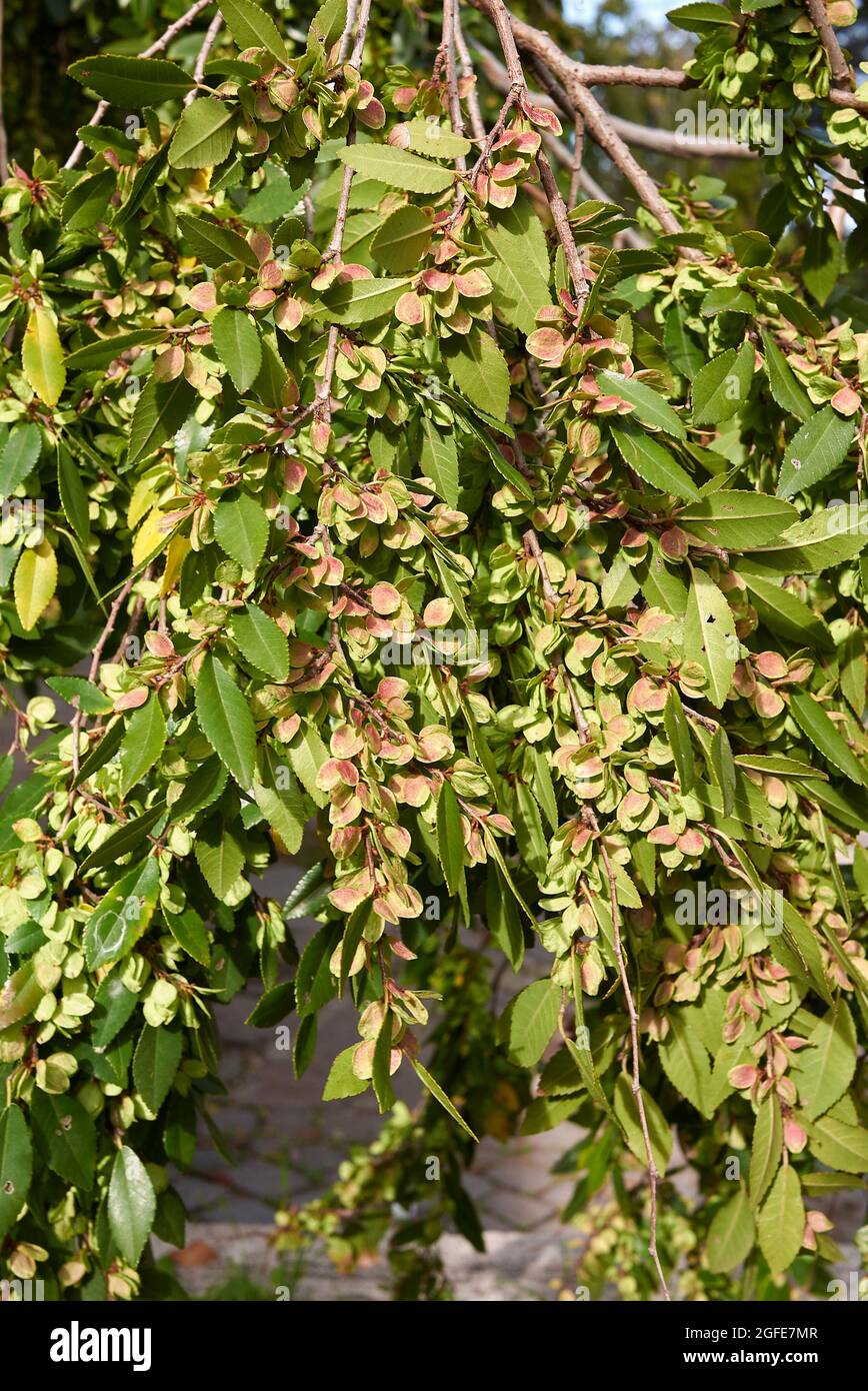 Parvifolia hi-res stock photography and images - Alamy