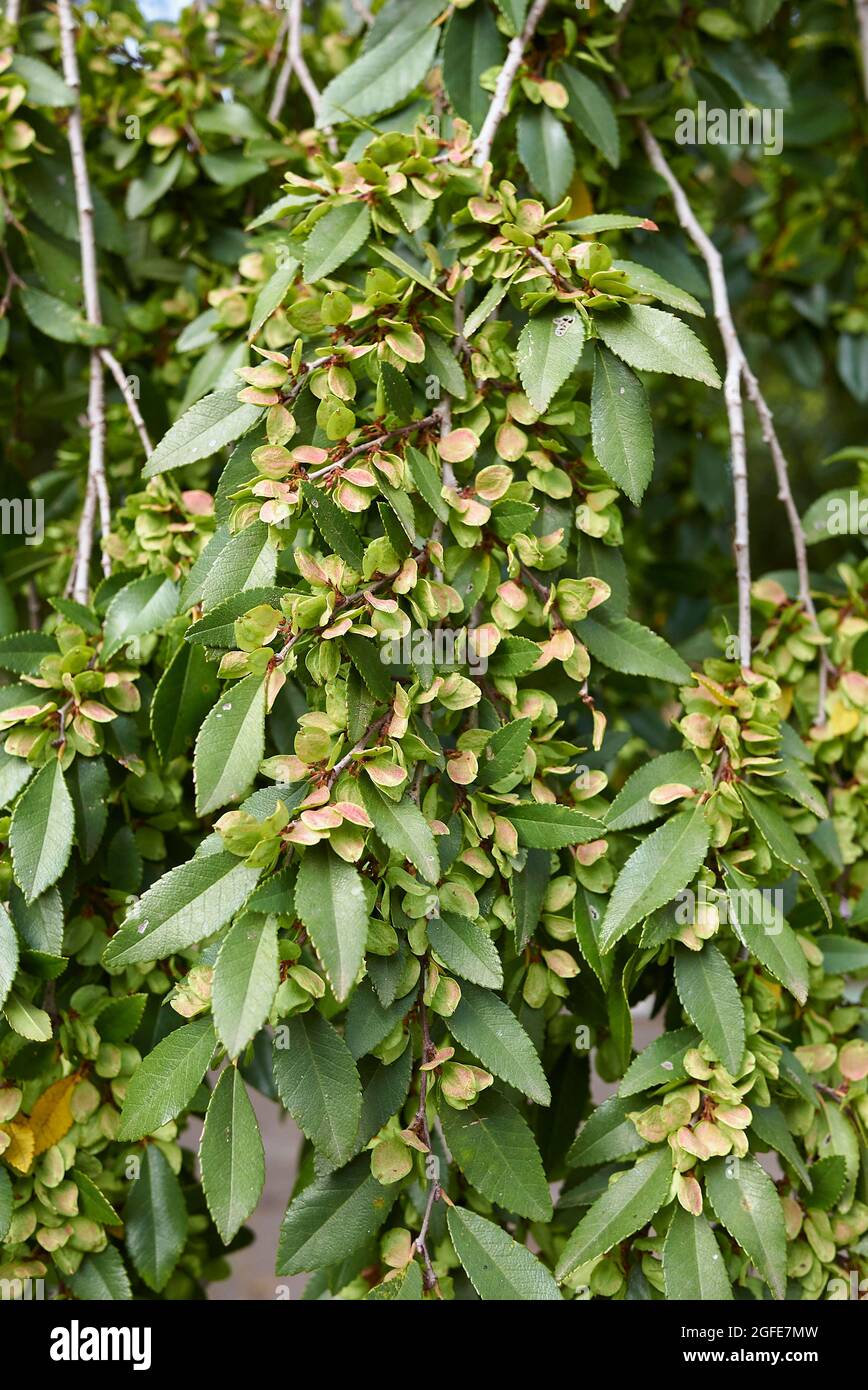 Parvifolia hi-res stock photography and images - Alamy