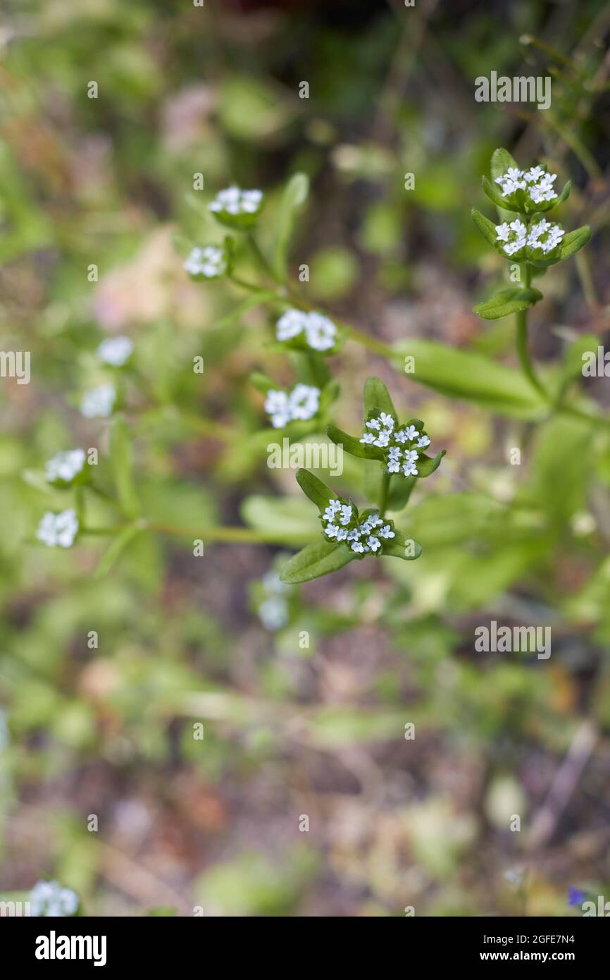 Valerianella Locusta High Resolution Stock Photography and Images - Alamy
