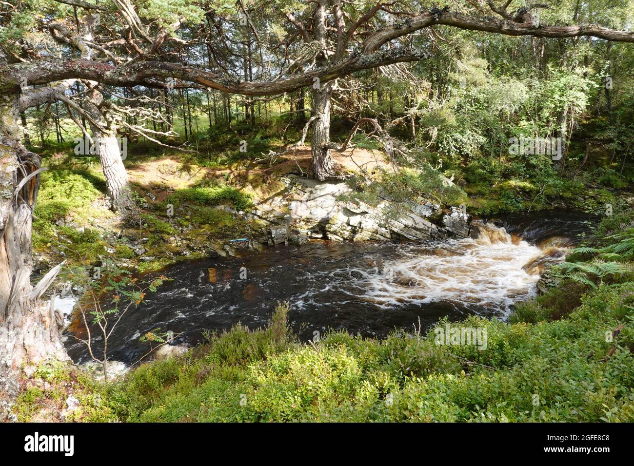 Black Wood of Rannoch the remains of an ancient Caledonian Forest that ...