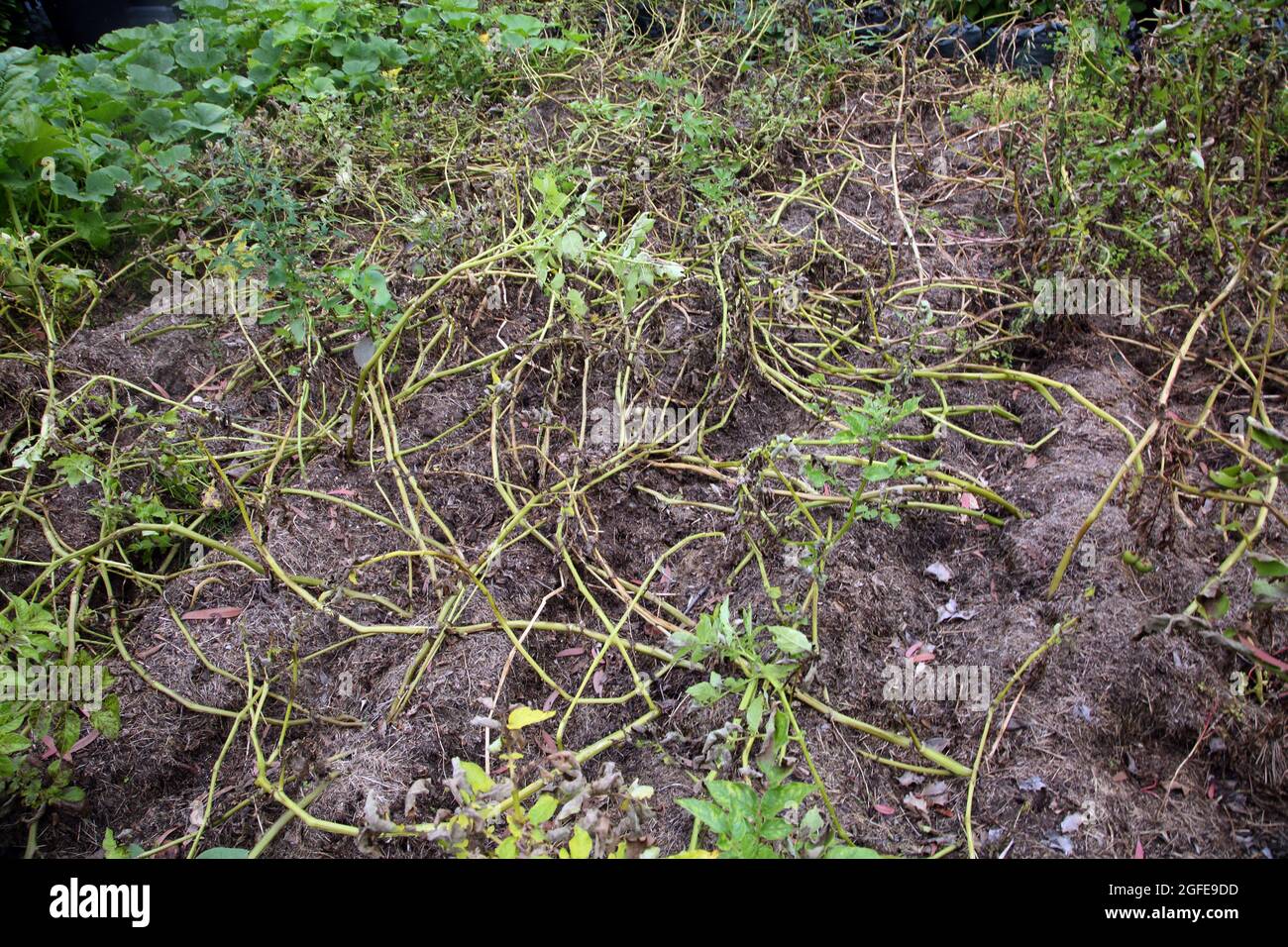 Potato disease hi-res stock photography and images - Alamy