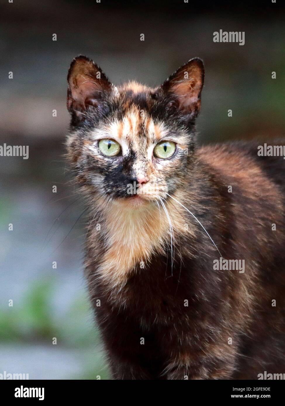 Selective closeup of a tortie cat in the park Stock Photo - Alamy