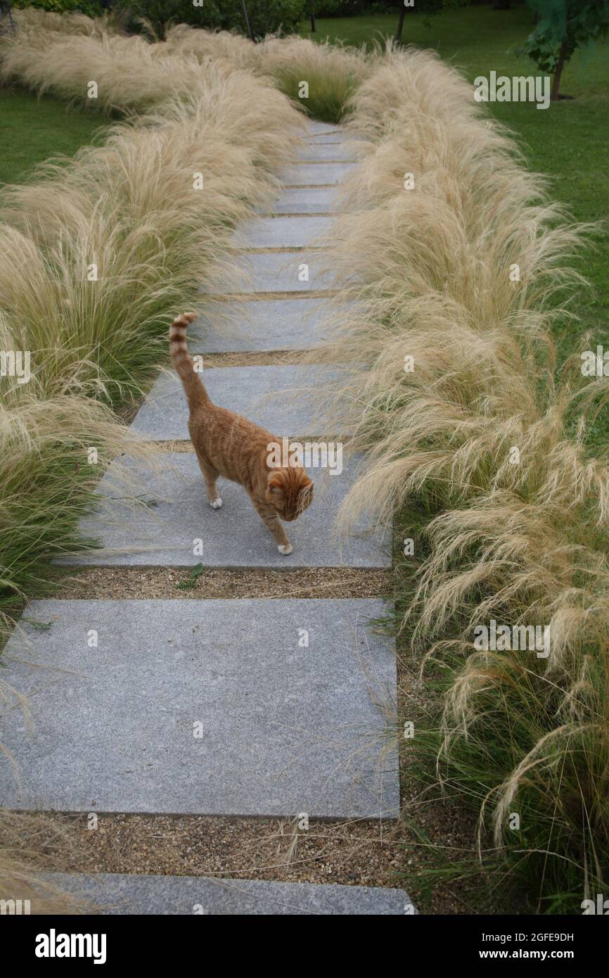 Angel hair feather grass hi-res stock photography and images - Alamy