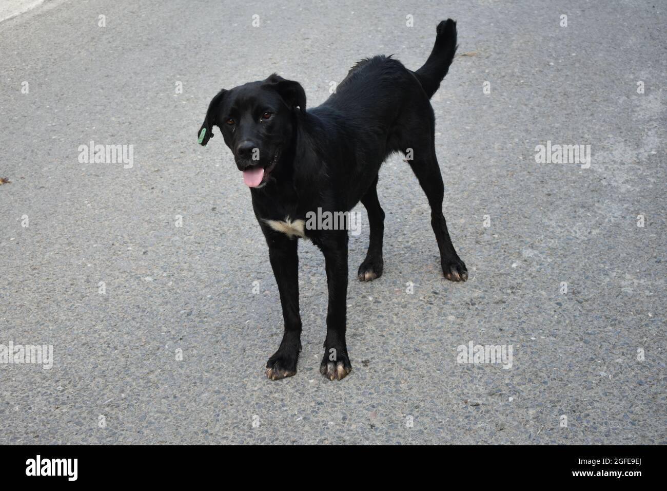 Abandoned black mongrel in the street Stock Photo - Alamy