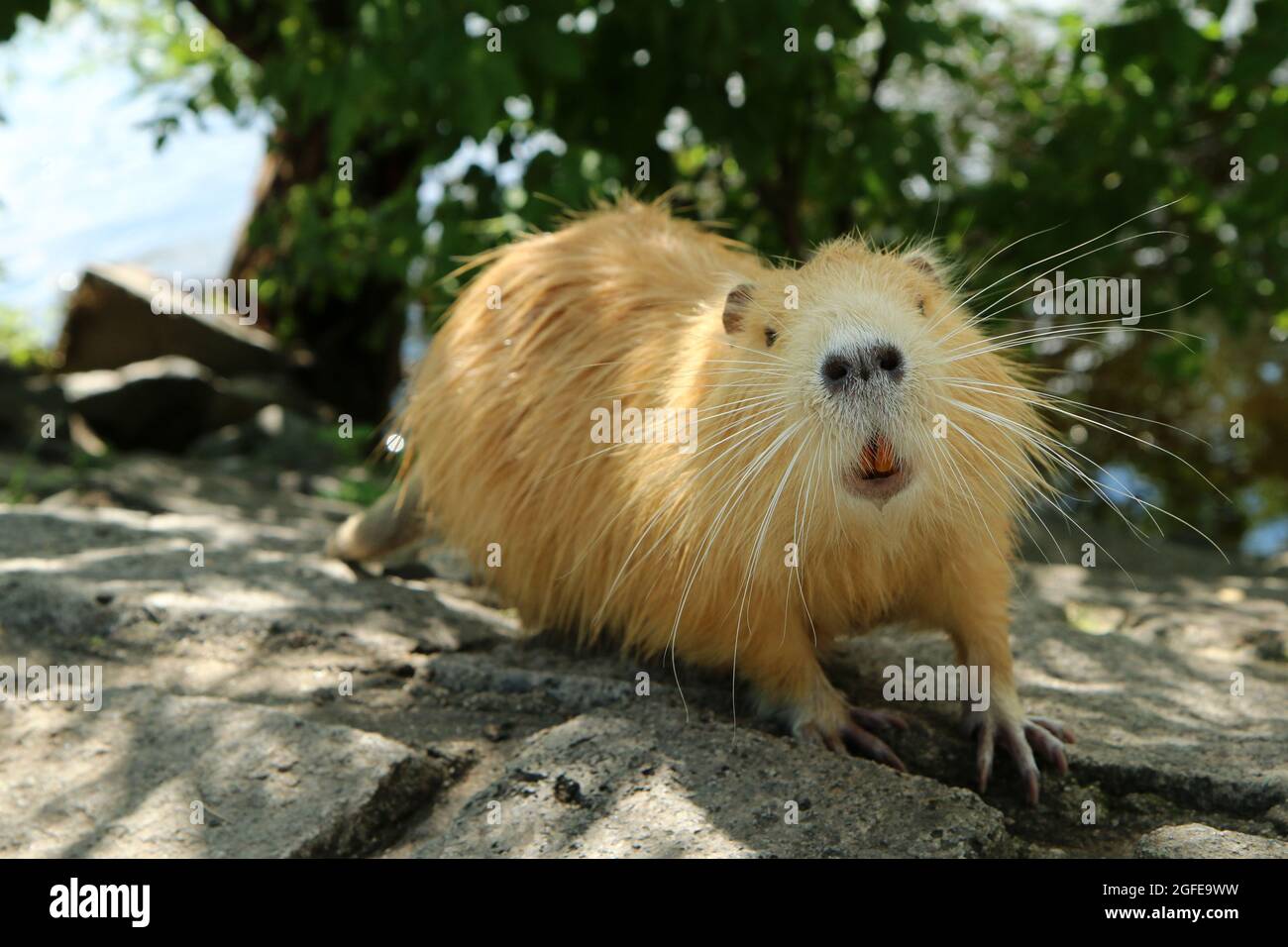 Cute nutria hi-res stock photography and images - Alamy