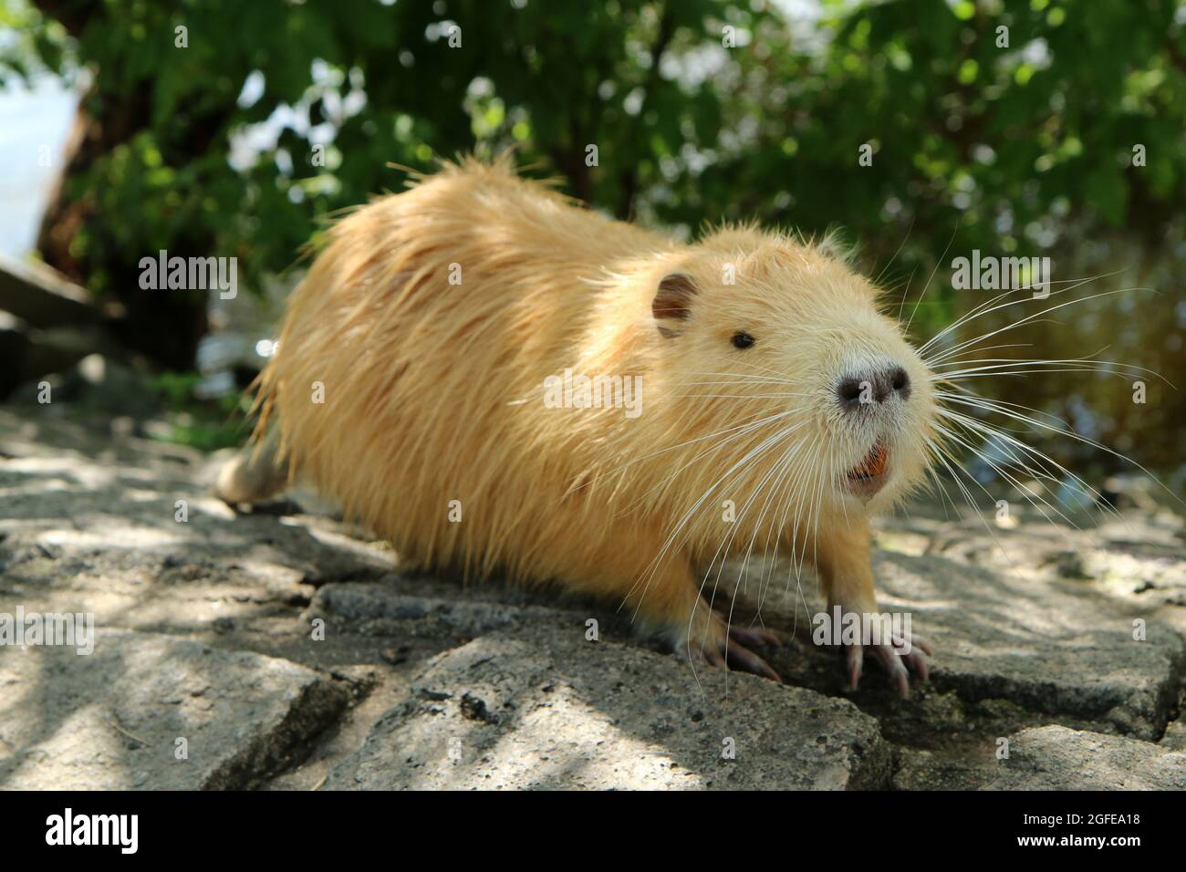 Cute nutria hi-res stock photography and images - Alamy