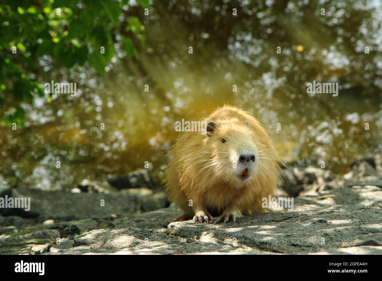 Cute nutria hi-res stock photography and images - Alamy