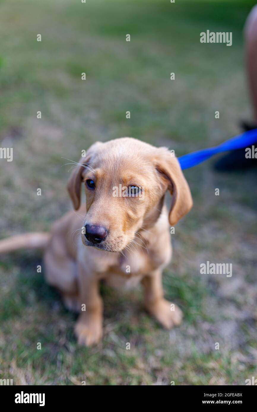 Training labrador puppy hi-res stock photography and images - Alamy