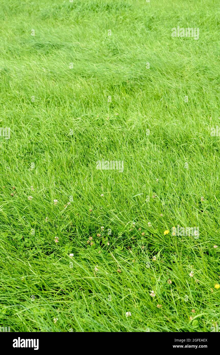 Saturated grass hi-res stock photography and images - Alamy