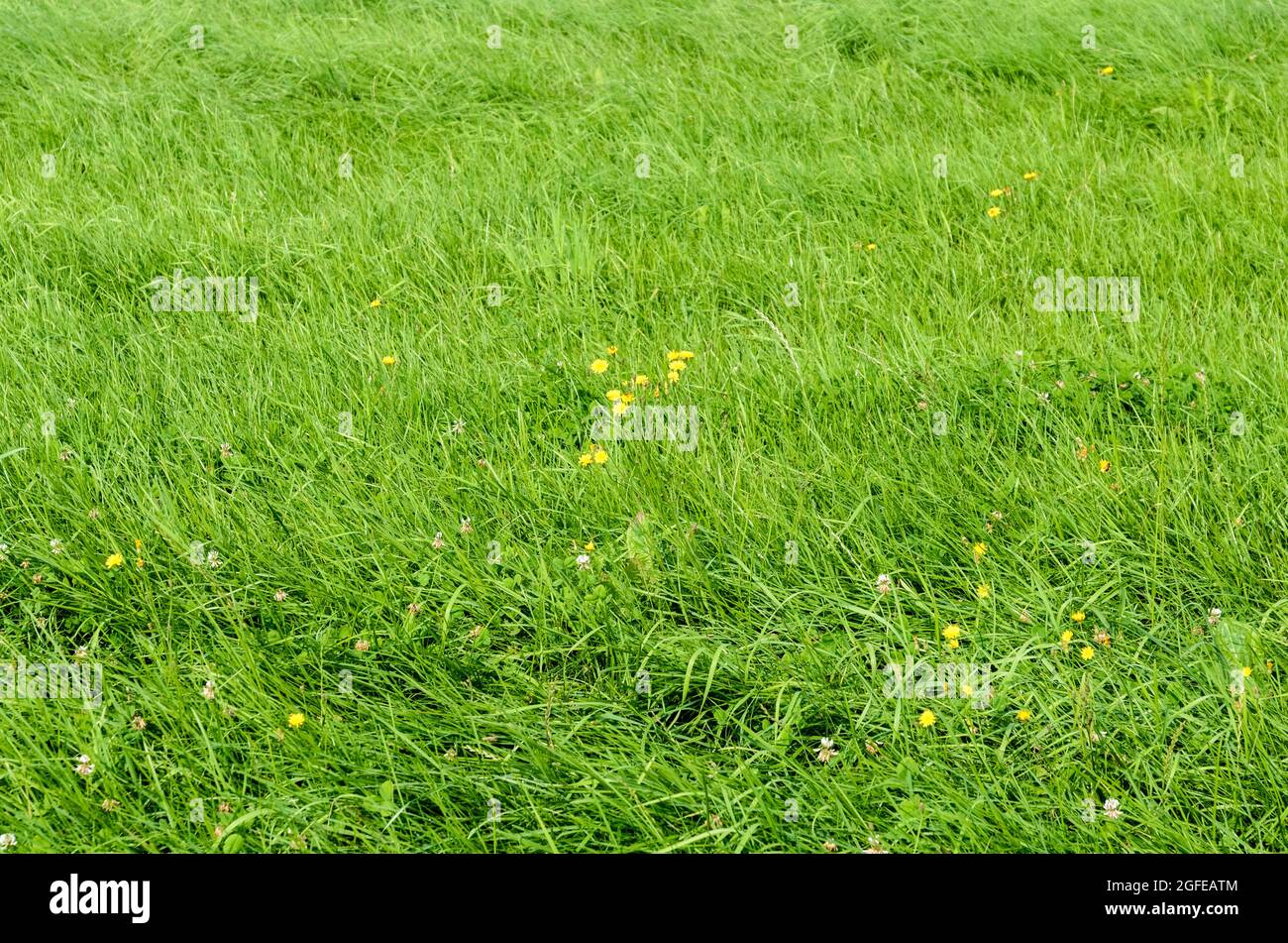 Meadow lawn grass hi-res stock photography and images - Alamy