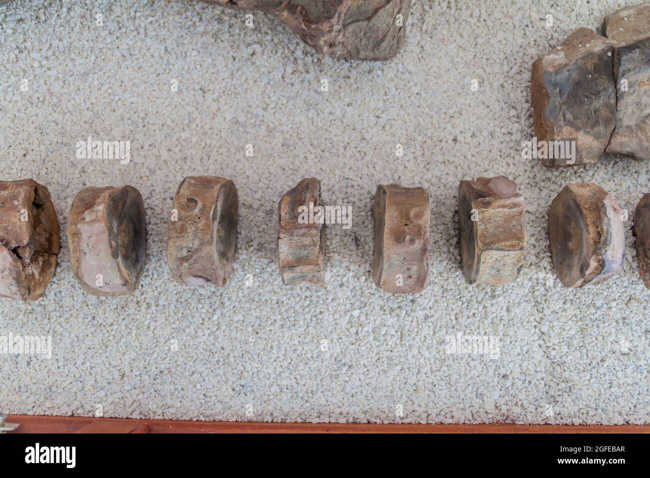 Fossil vertebrae hi-res stock photography and images - Alamy
