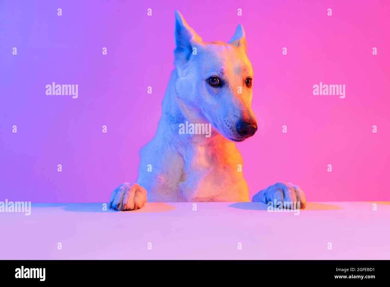 Portrait of purebred dog, White Shepherd isolated over studio ...