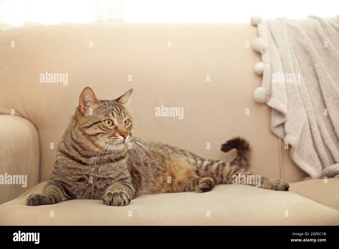 Grey tabby cat lying on beige sofa Stock Photo - Alamy