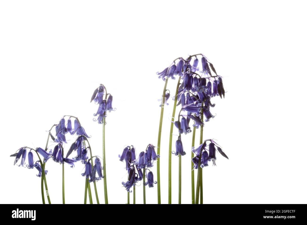 Open blue flower heads on stalks of bluebells photographed against a ...