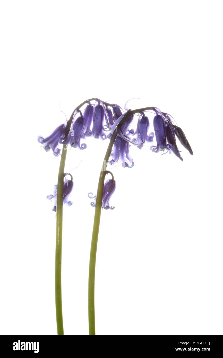 Open blue flower heads on stalks of bluebells photographed against a ...