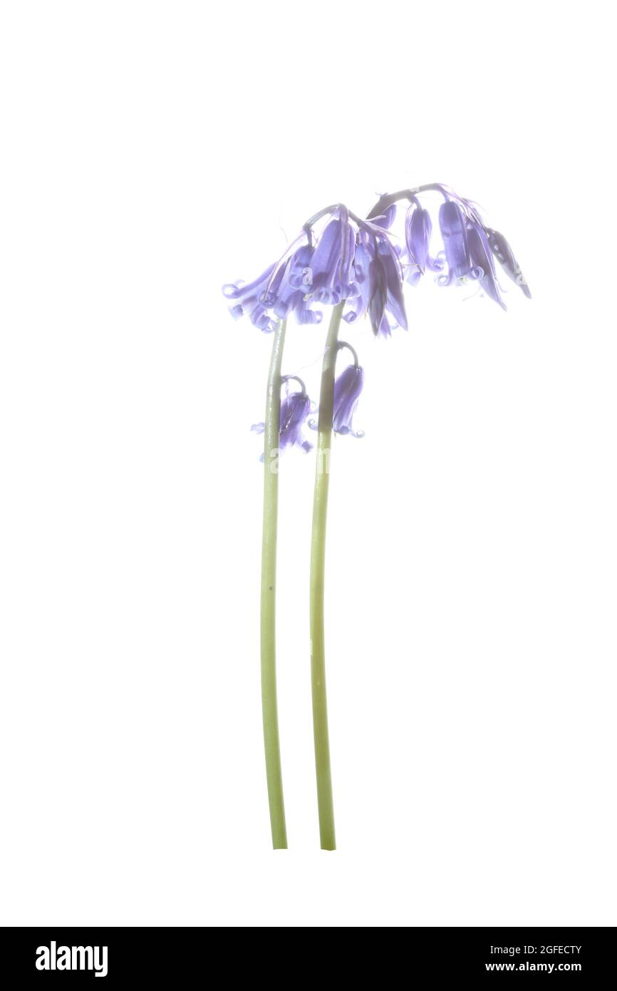 Open blue flower heads on stalks of bluebells photographed against a ...