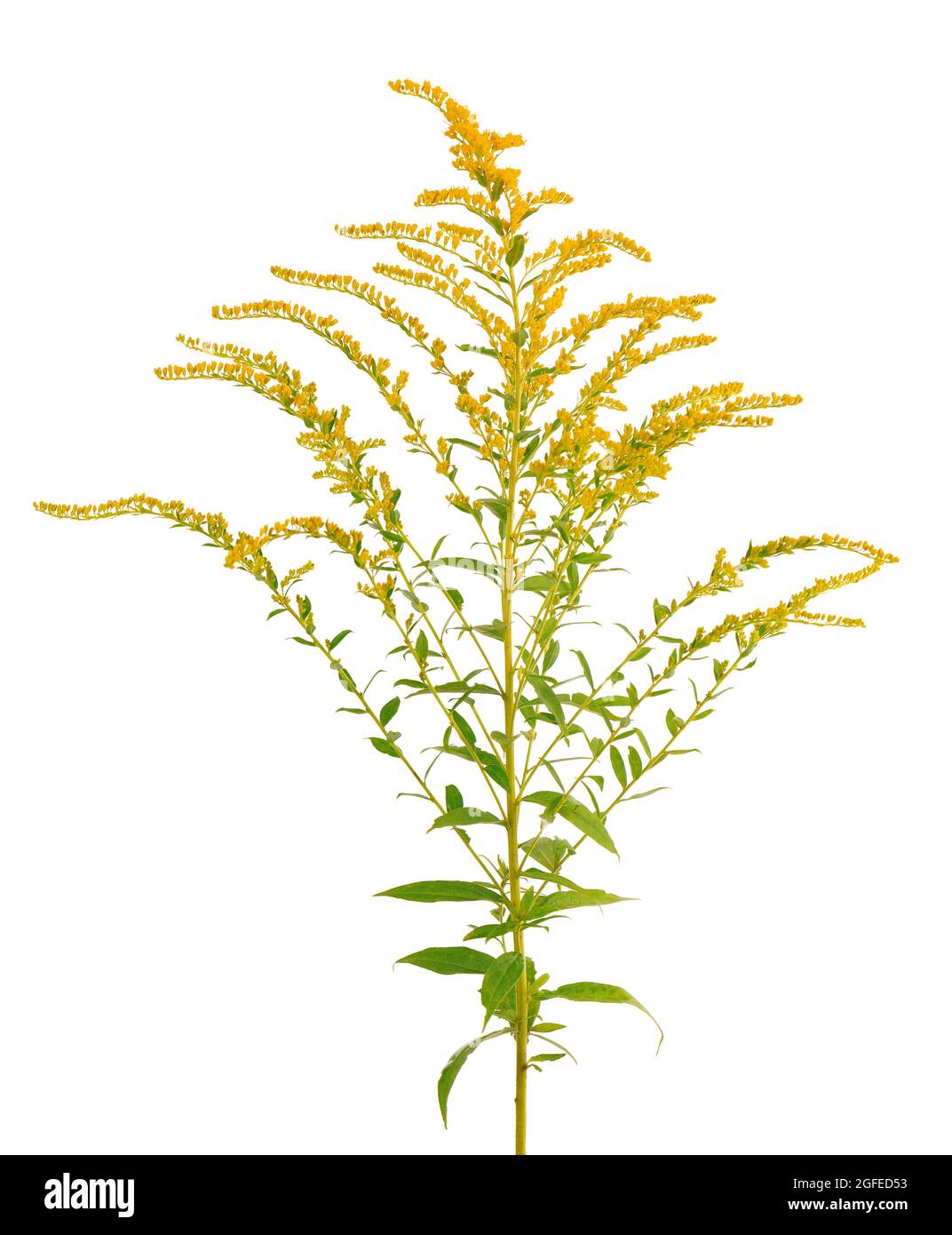 Ambrosia Artemisiifolia Flower