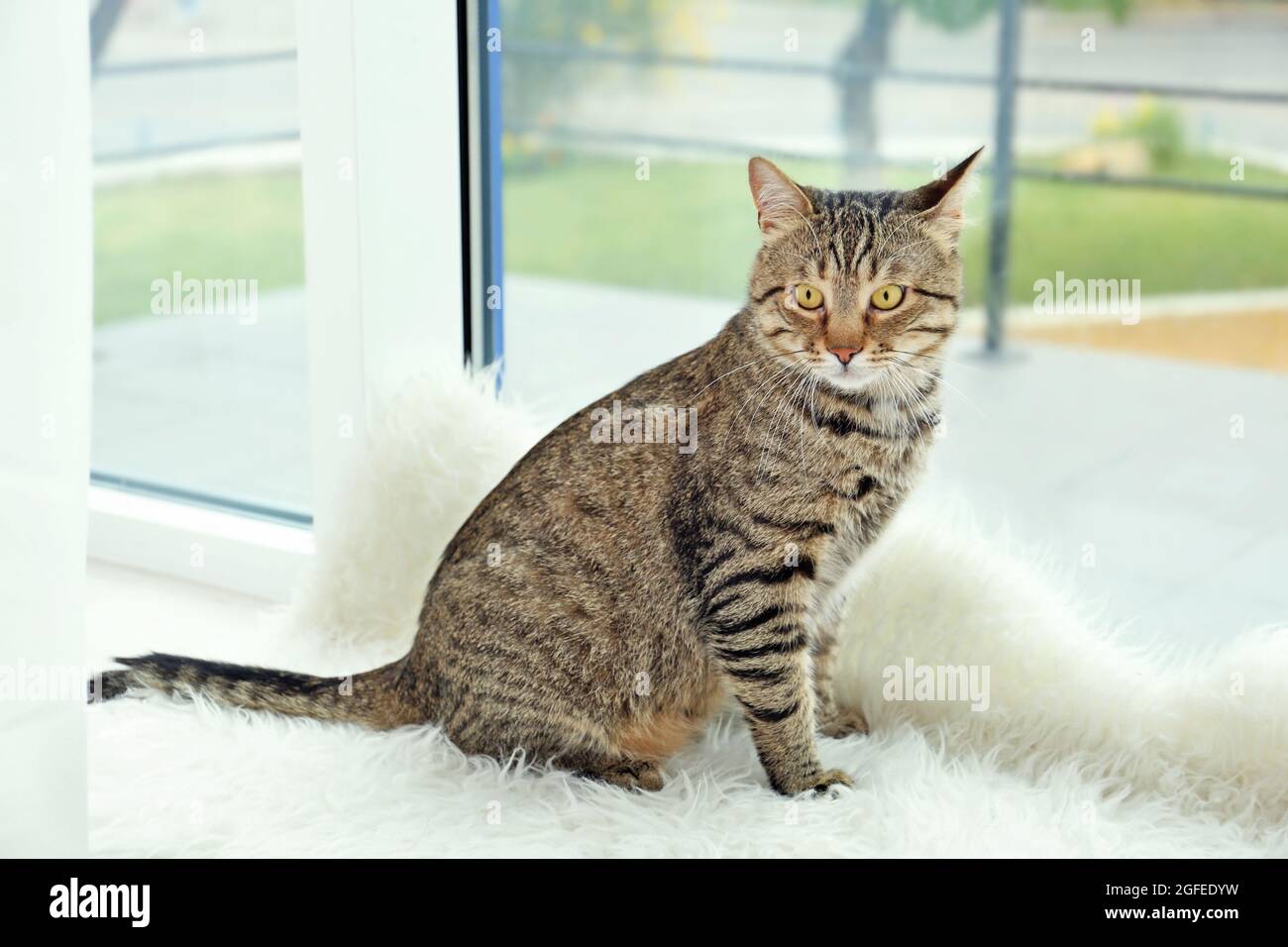 Grey tabby cat sitting on fluffy rug near window Stock Photo - Alamy