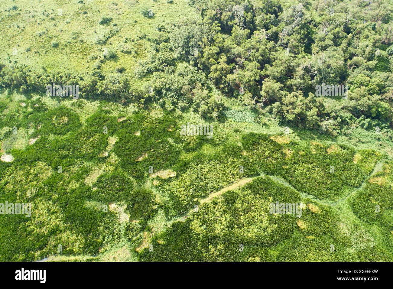 Nature texture of forest trees green plant in the swamp top view from ...
