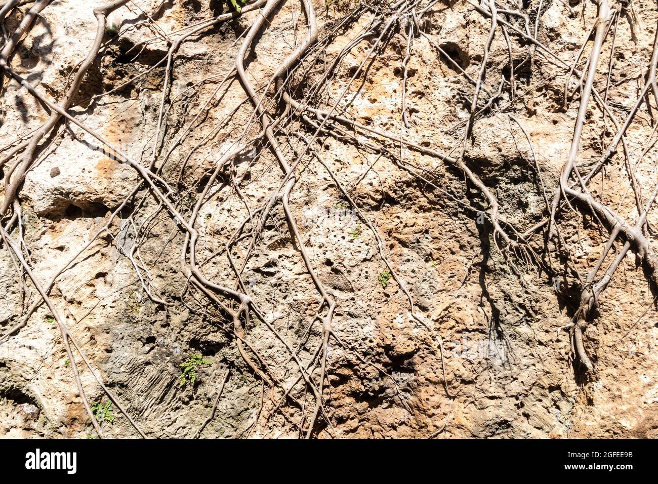 Flat tree roots hi-res stock photography and images - Alamy