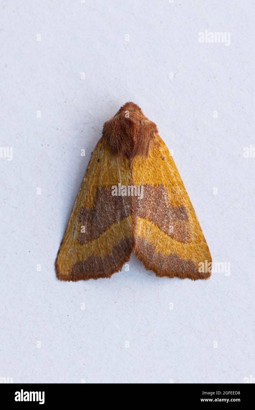 Centre-barred Sallow Moth (Atethmia centrago Stock Photo - Alamy