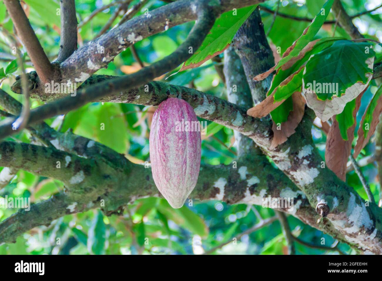 Orange cocoa pod hi-res stock photography and images - Alamy