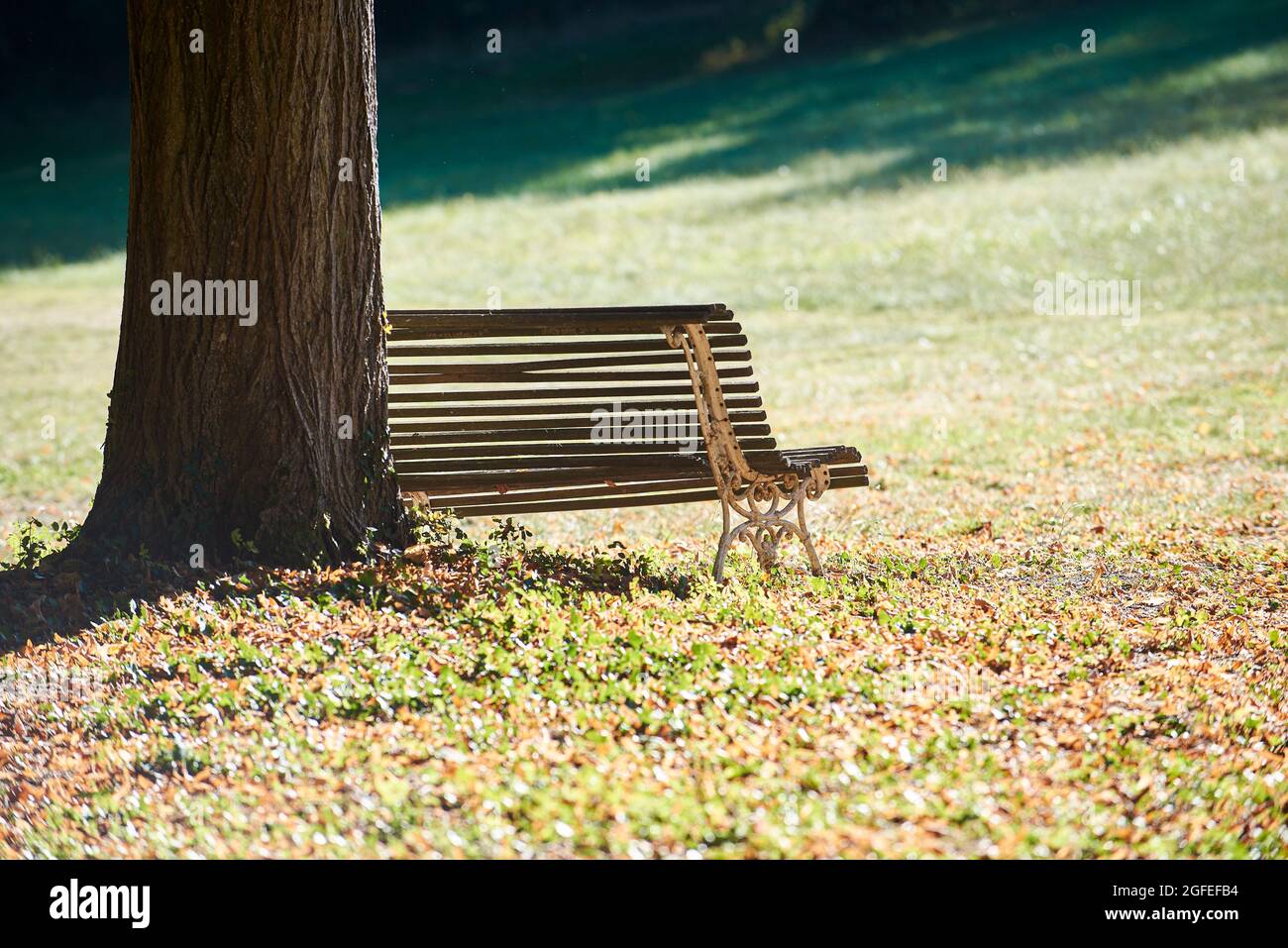 Empty bench in public park Stock Photo - Alamy