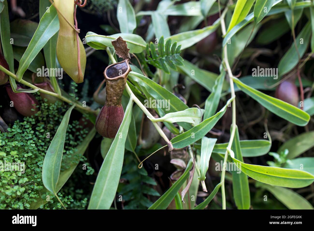 View of bright carnivorous plants, exotic insect eating plants field ...
