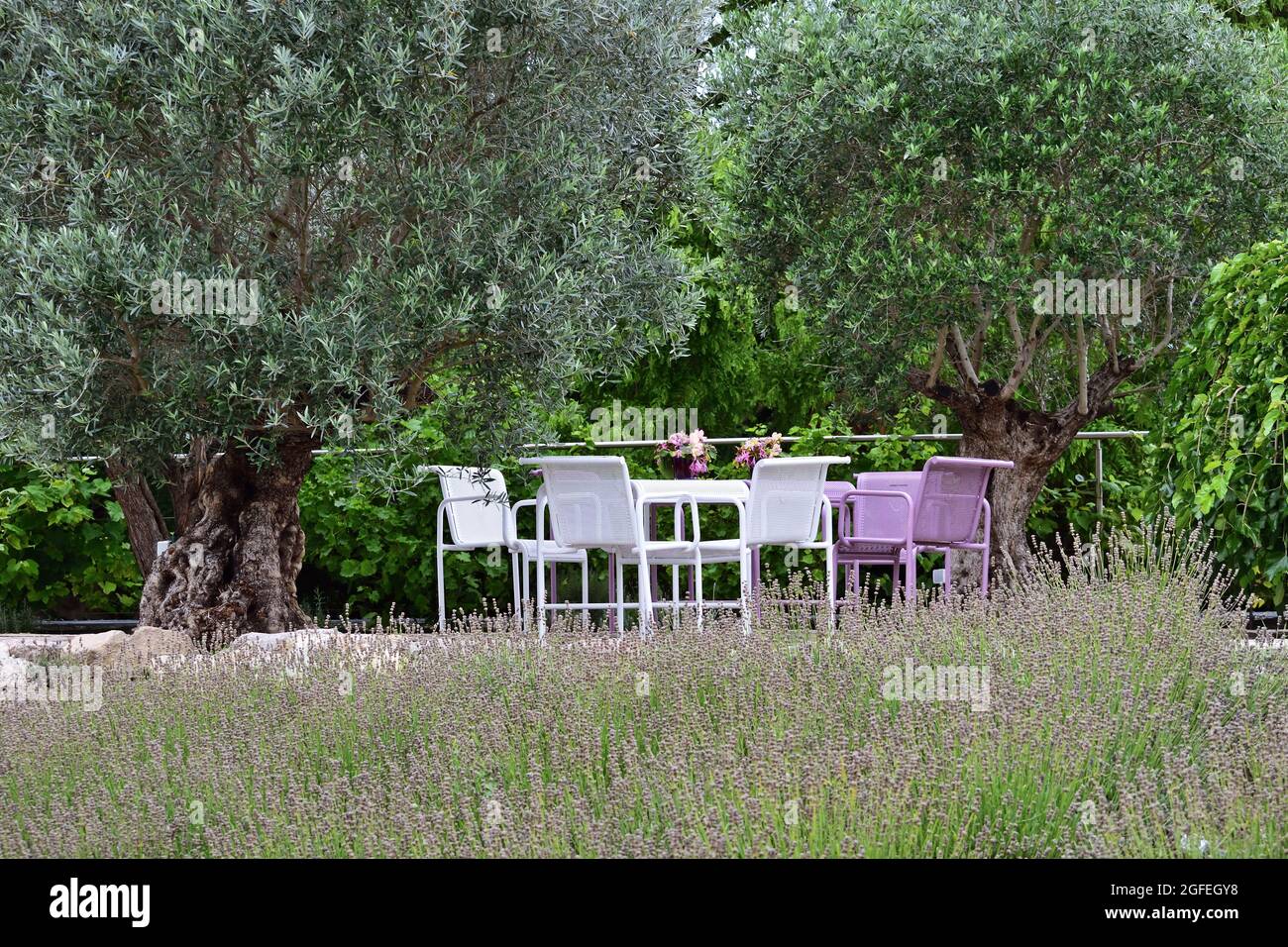 Provence style garden with purple chairs Stock Photo - Alamy