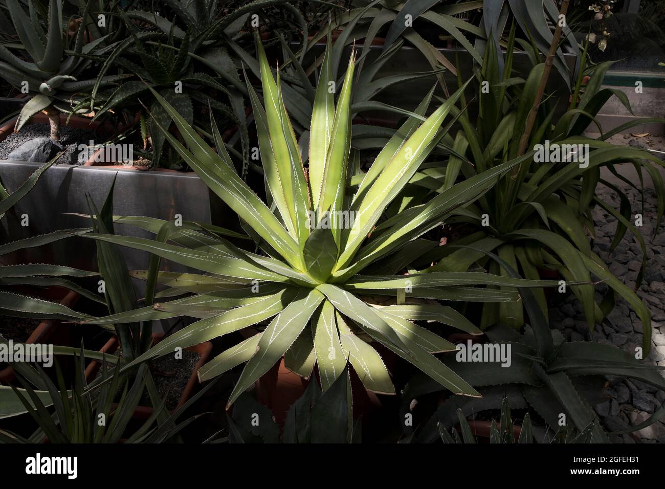 Agave illuminated by the sun in a botanical garden Stock Photo - Alamy