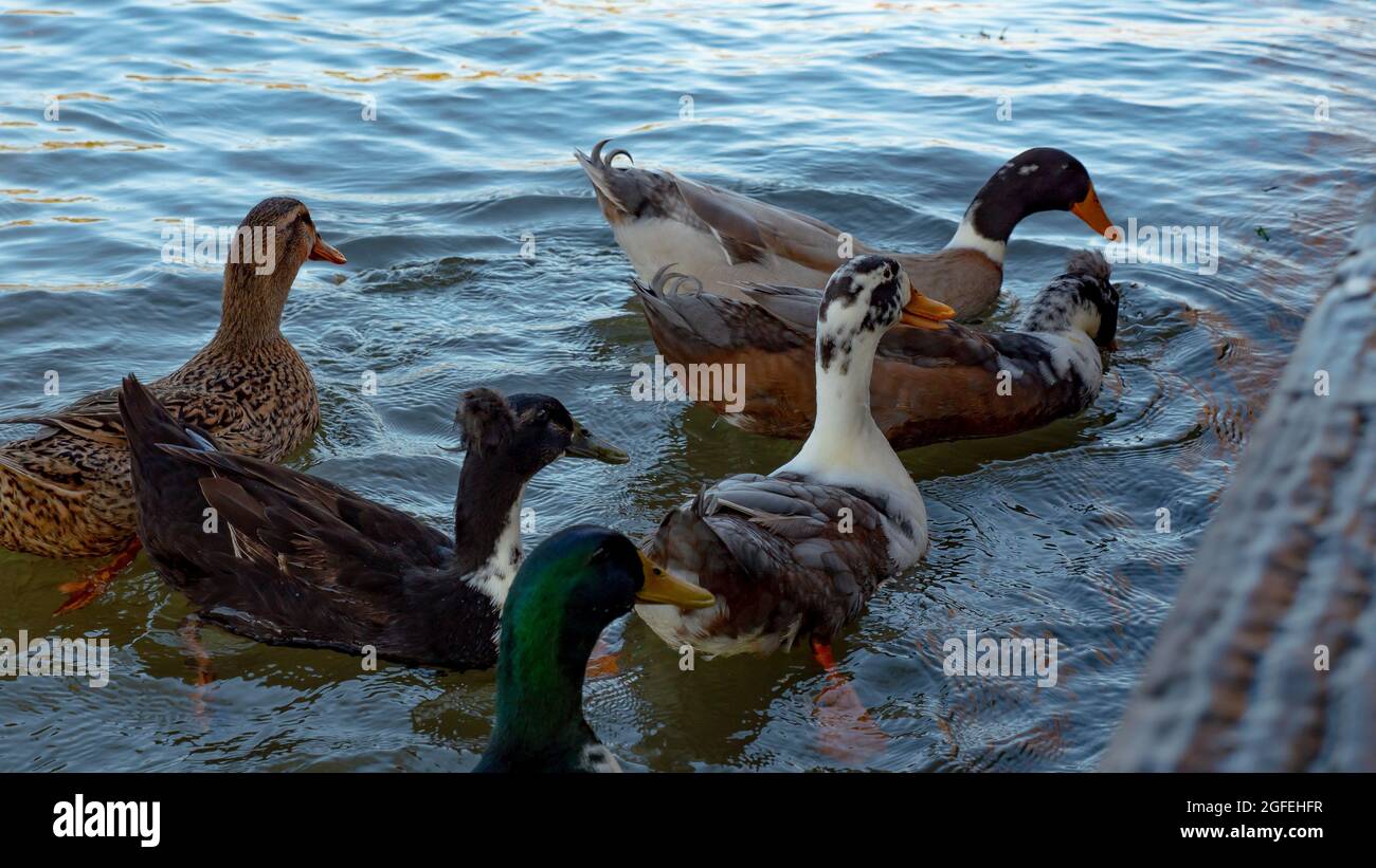 Commons Ford Ranch Metropolitan Park, Austin, Travis County, Texas, USA ...