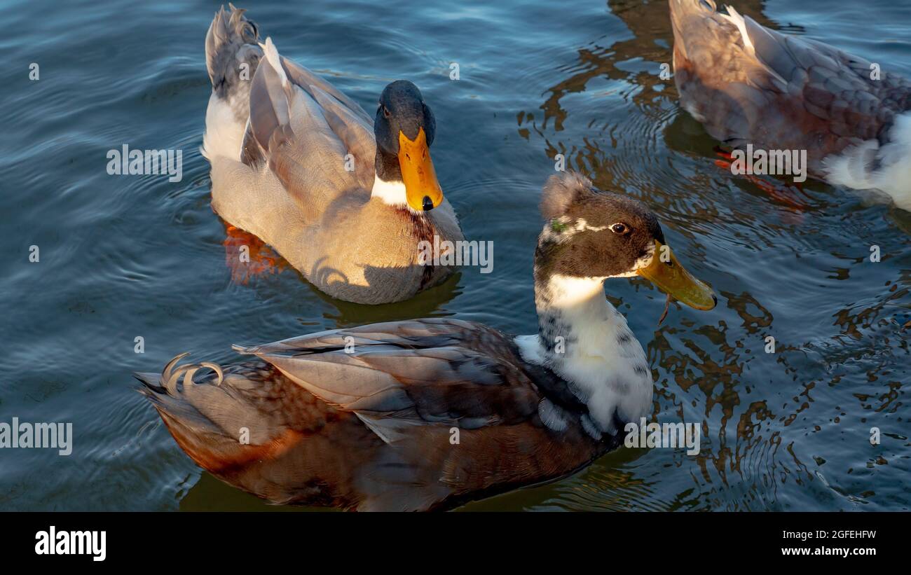 Commons Ford Ranch Metropolitan Park, Austin, Travis County, Texas, USA ...
