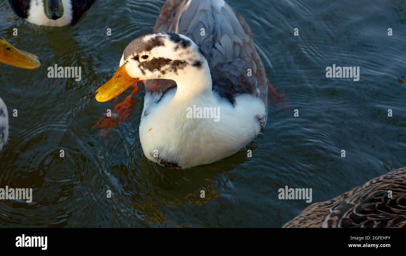 Commons Ford Ranch Metropolitan Park, Austin, Travis County, Texas, USA ...