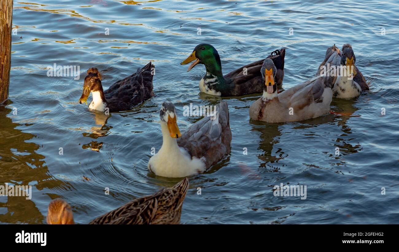 Commons Ford Ranch Metropolitan Park, Austin, Travis County, Texas, USA ...