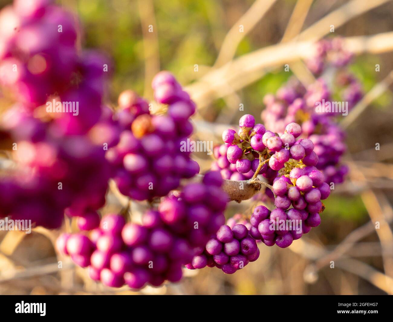 Commons Ford Ranch Metropolitan Park, Austin, Travis County, Texas, USA ...