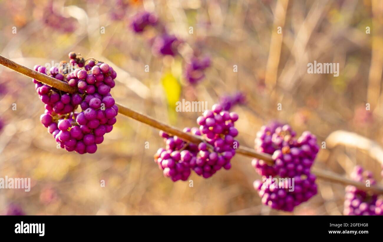 Commons Ford Ranch Metropolitan Park, Austin, Travis County, Texas, USA ...