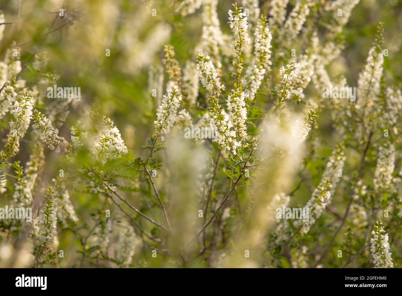 Lady Bird Johnson Wildflower Center, Austin, Travis County, Texas, USA ...