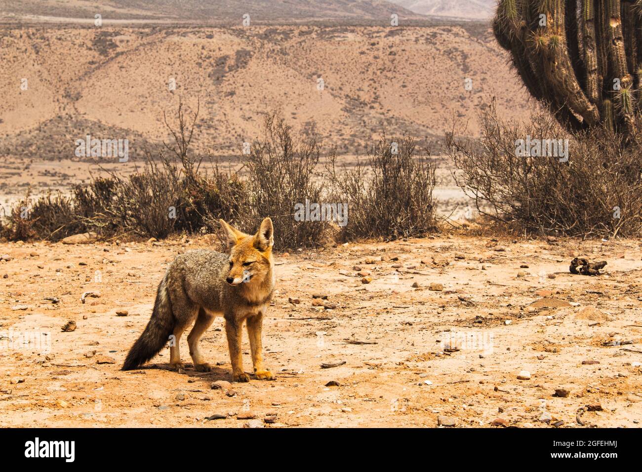Chilean fox along desert landscape near a rural road Stock Photo - Alamy