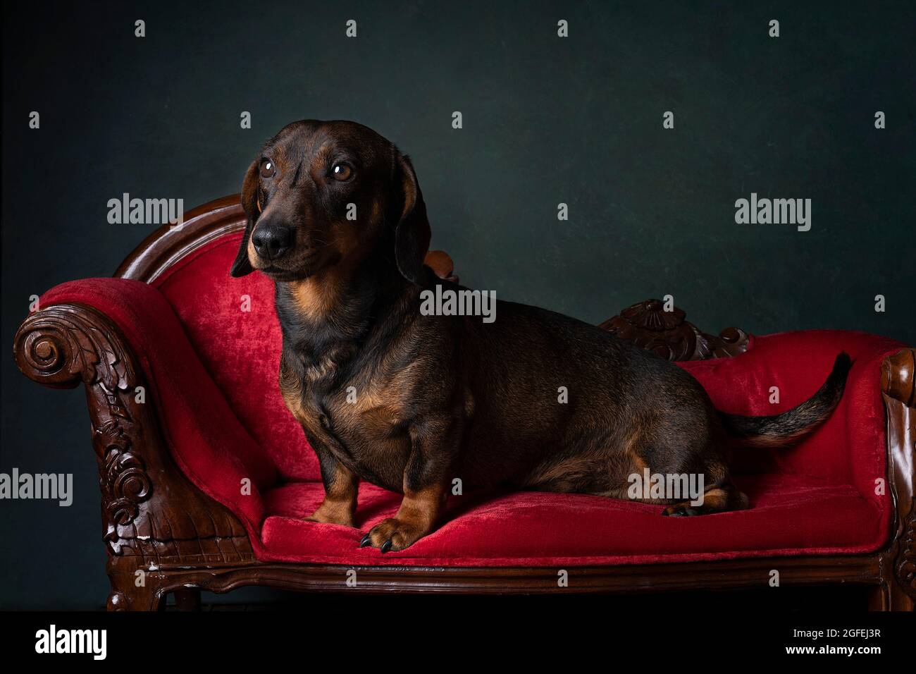 A Portrait of a bi-colored Dachshund dog sitting on a small red sofa ...