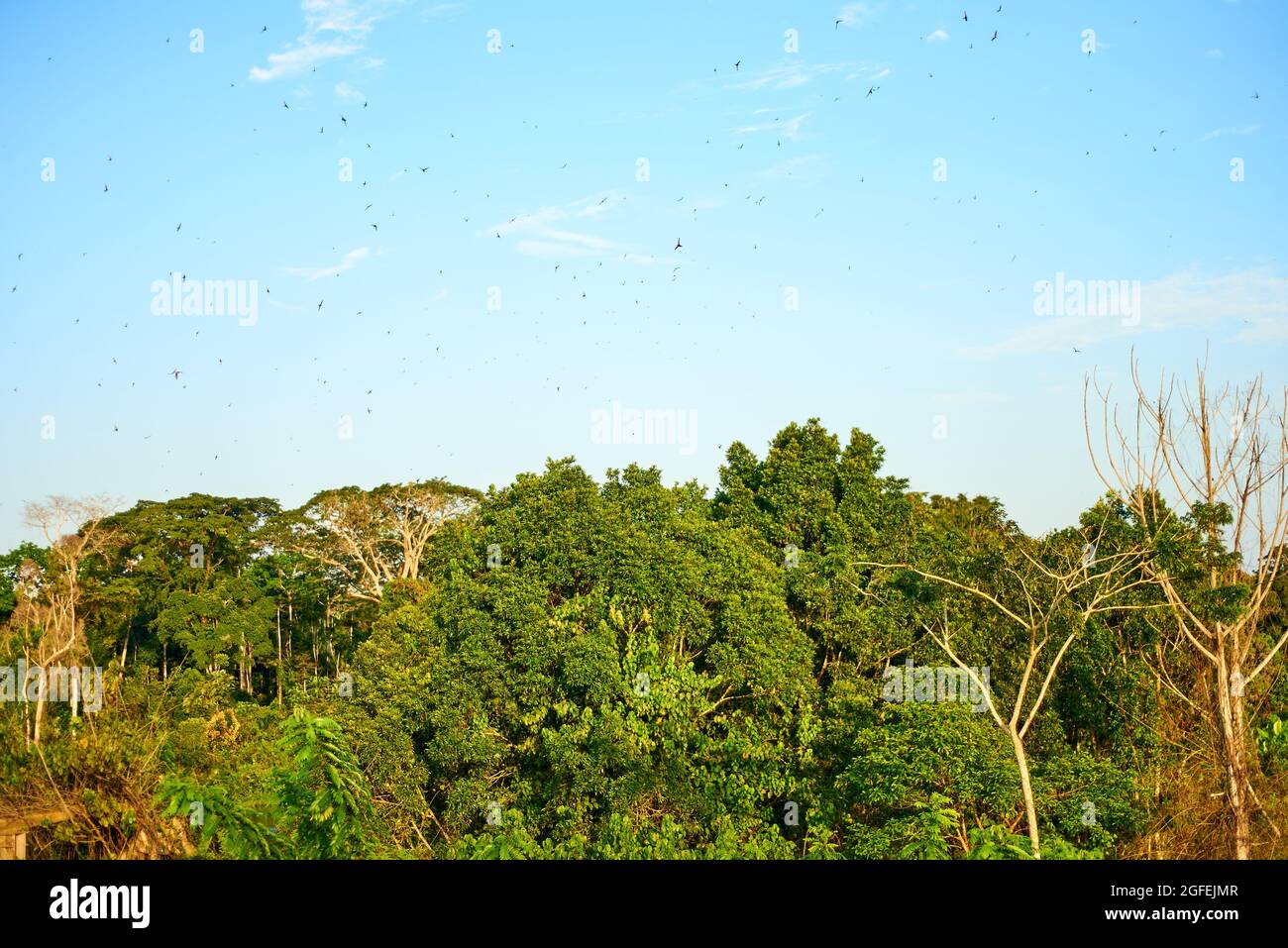 African forest with birds hi-res stock photography and images - Alamy