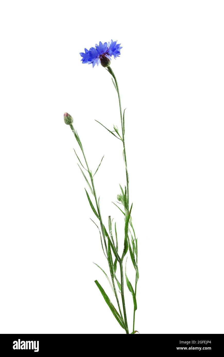 Beautiful bluett flower isolated on white Stock Photo - Alamy