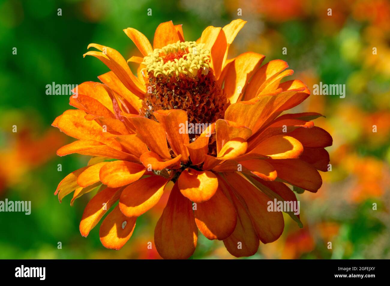 A single orange Zinnia elegans 'Orange King' flower head, side view ...