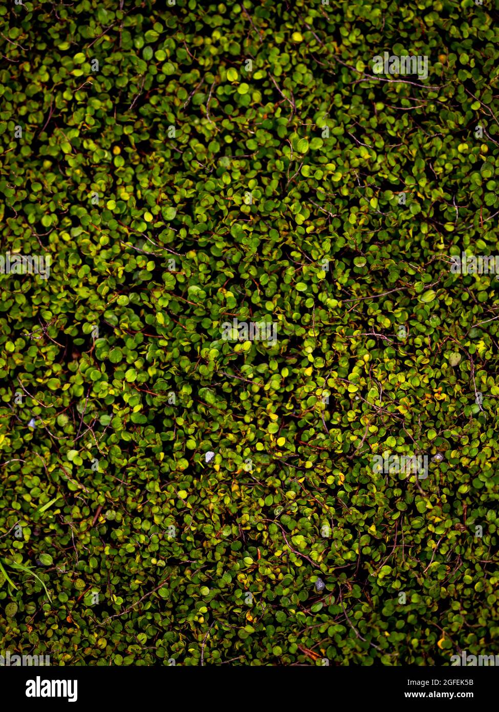 Closeup of the green round leaves backdrop Stock Photo - Alamy